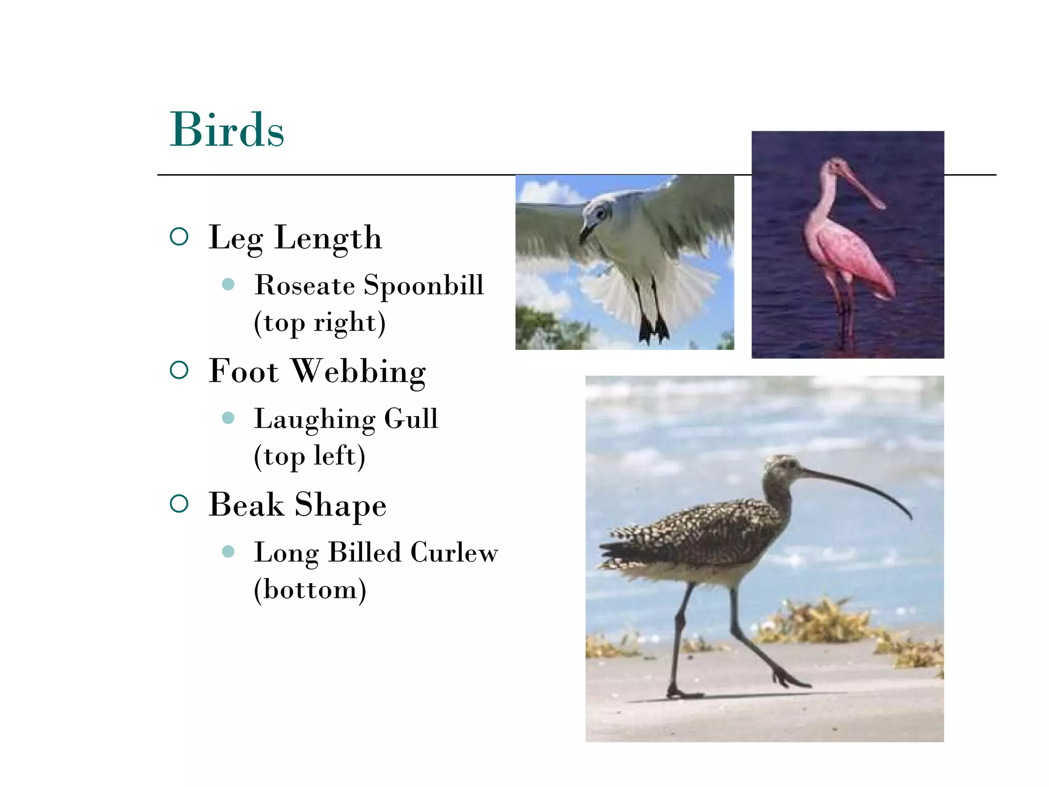 Animal adaptations | PPT