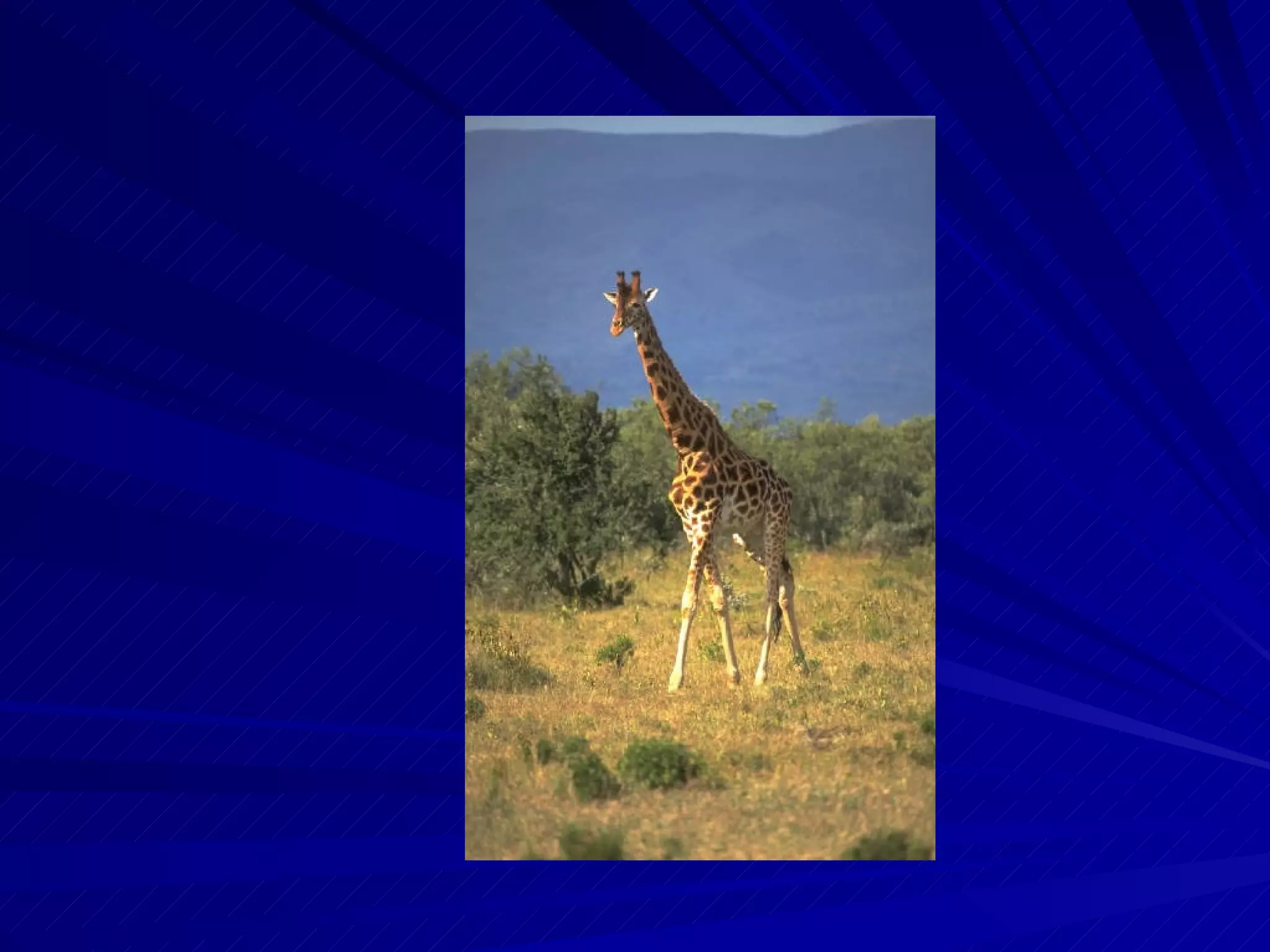 Animal adaptations | PPT