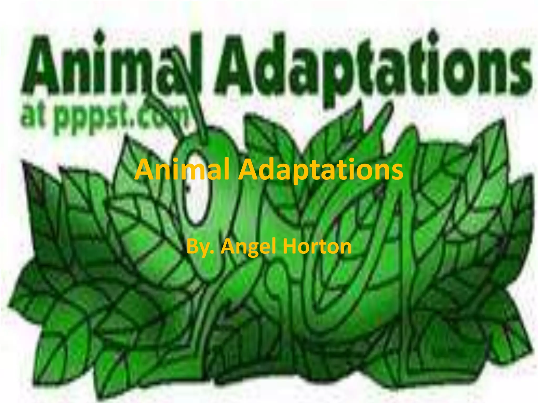 Animal adaptations | PPTX | Climbing | Extreme Sports