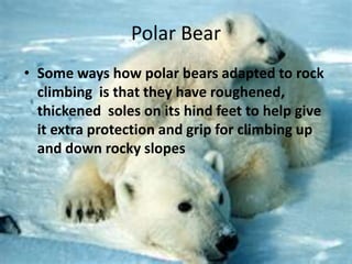 Animal adaptations | PPTX | Climbing | Extreme Sports