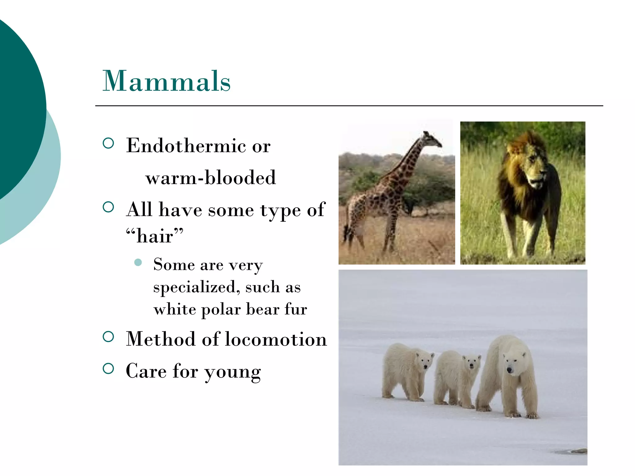 Animal adaptations | PPT | Zoos & Aquariums | Attractions