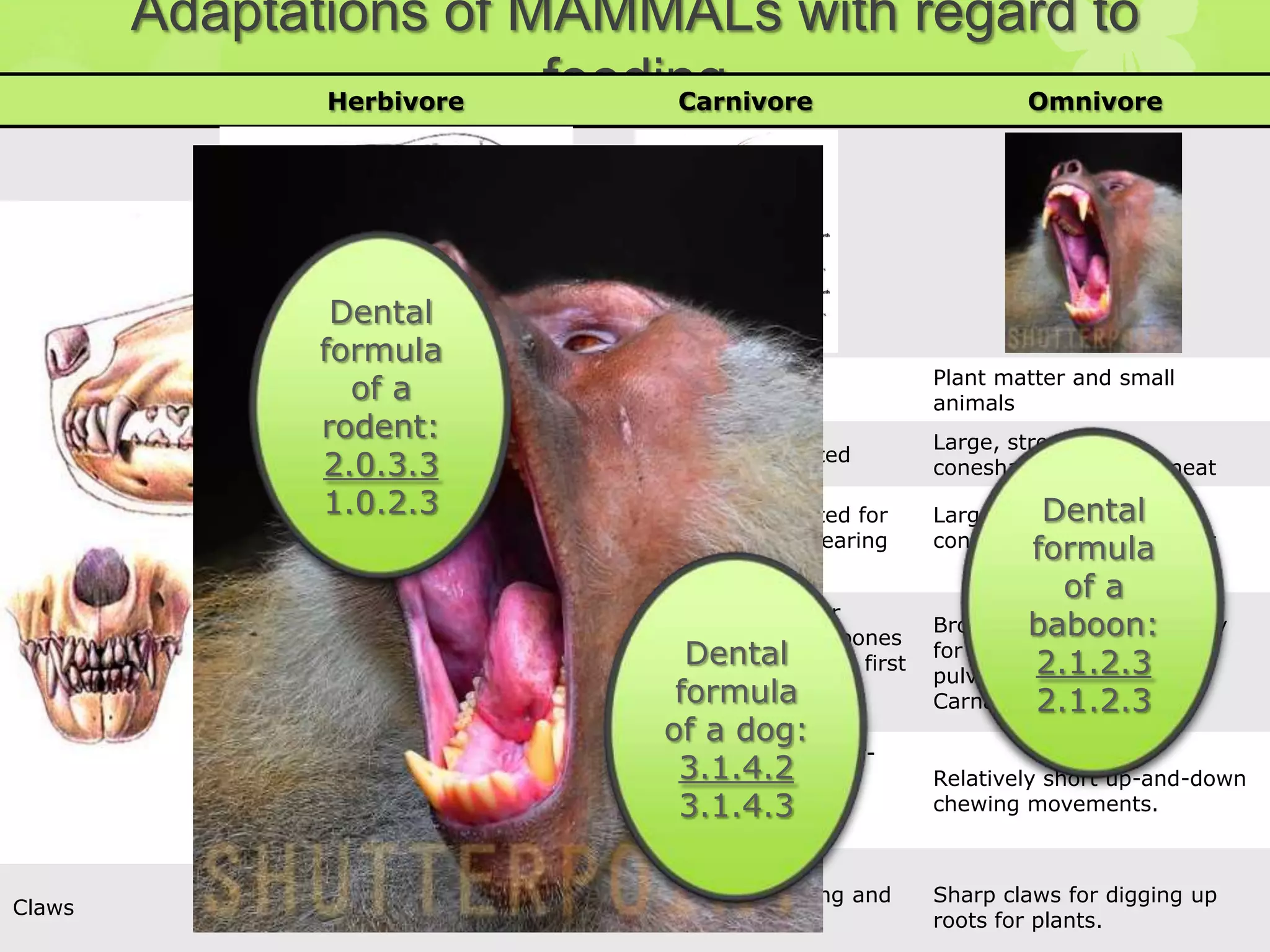 Animal adaptations | PPTX