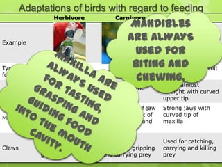 Animal adaptations | PPTX