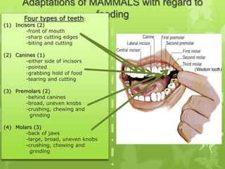 Animal adaptations | PPTX