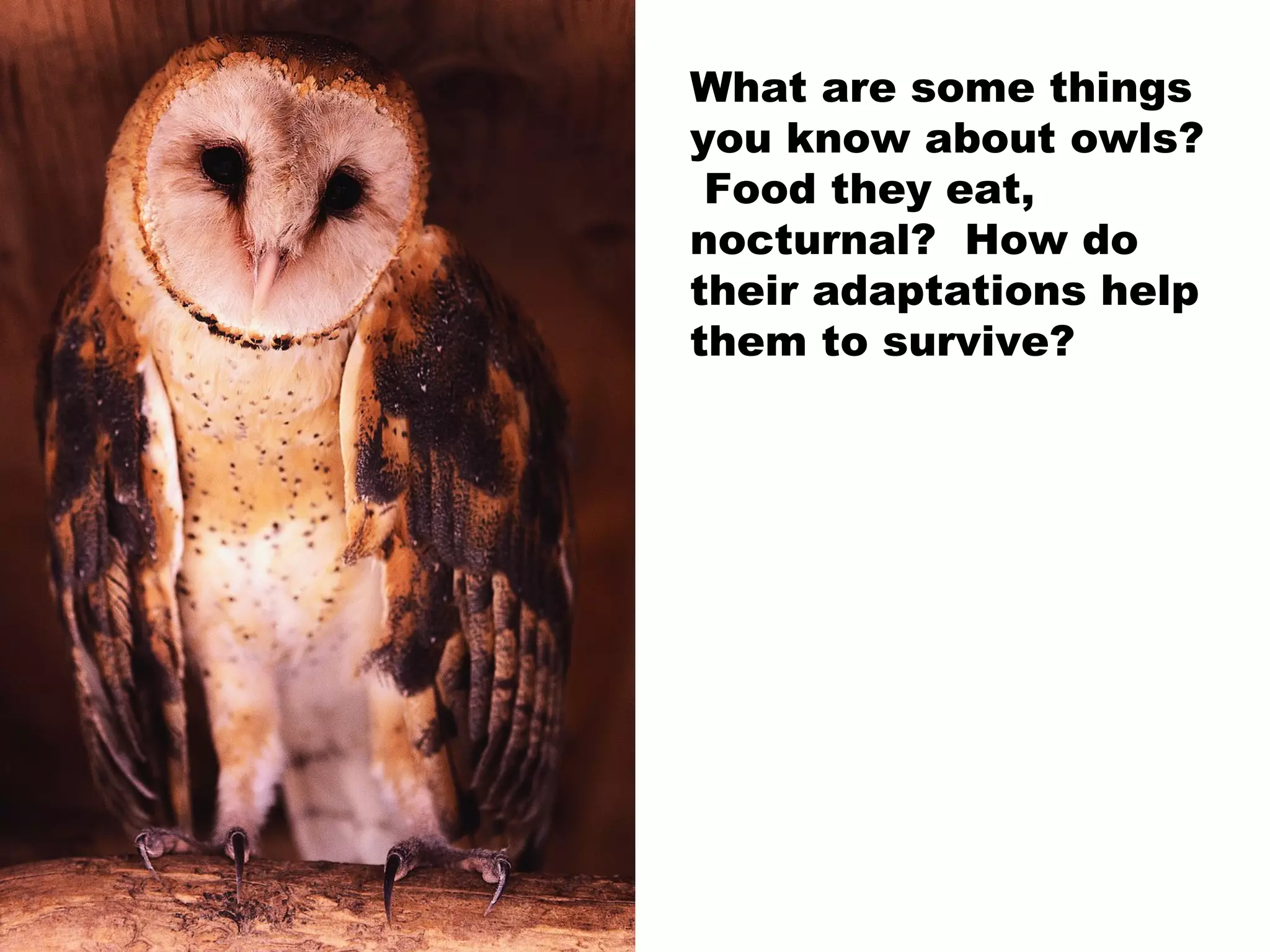 Animal adaptations | PPT
