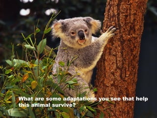 Animal adaptations | PPT