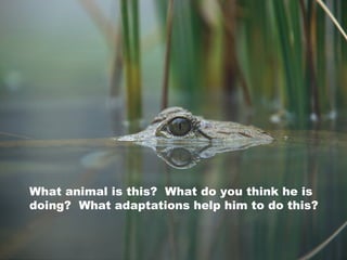 Animal adaptations | PPT