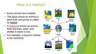 Animal adaptations | PPTX