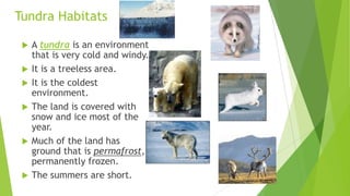 Animal adaptations | PPTX