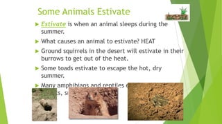 Animals That Estivate