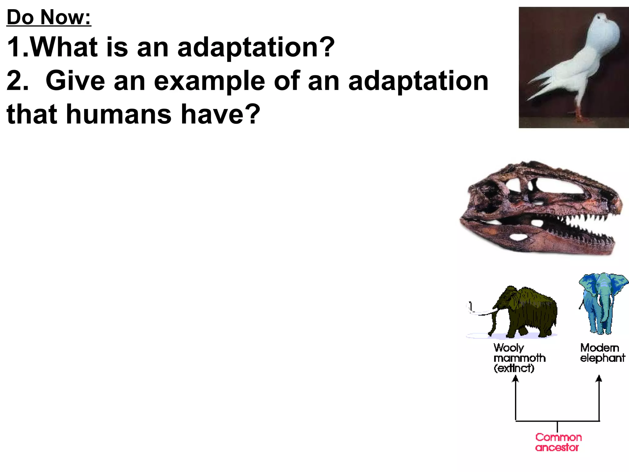 5.00 Animal adaptations | PPT