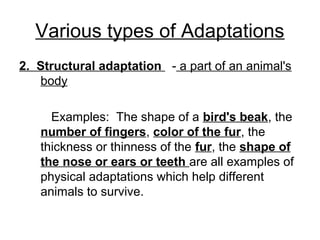 5.00 Animal adaptations | PPT