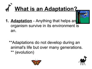 Animal Adaptation Definition