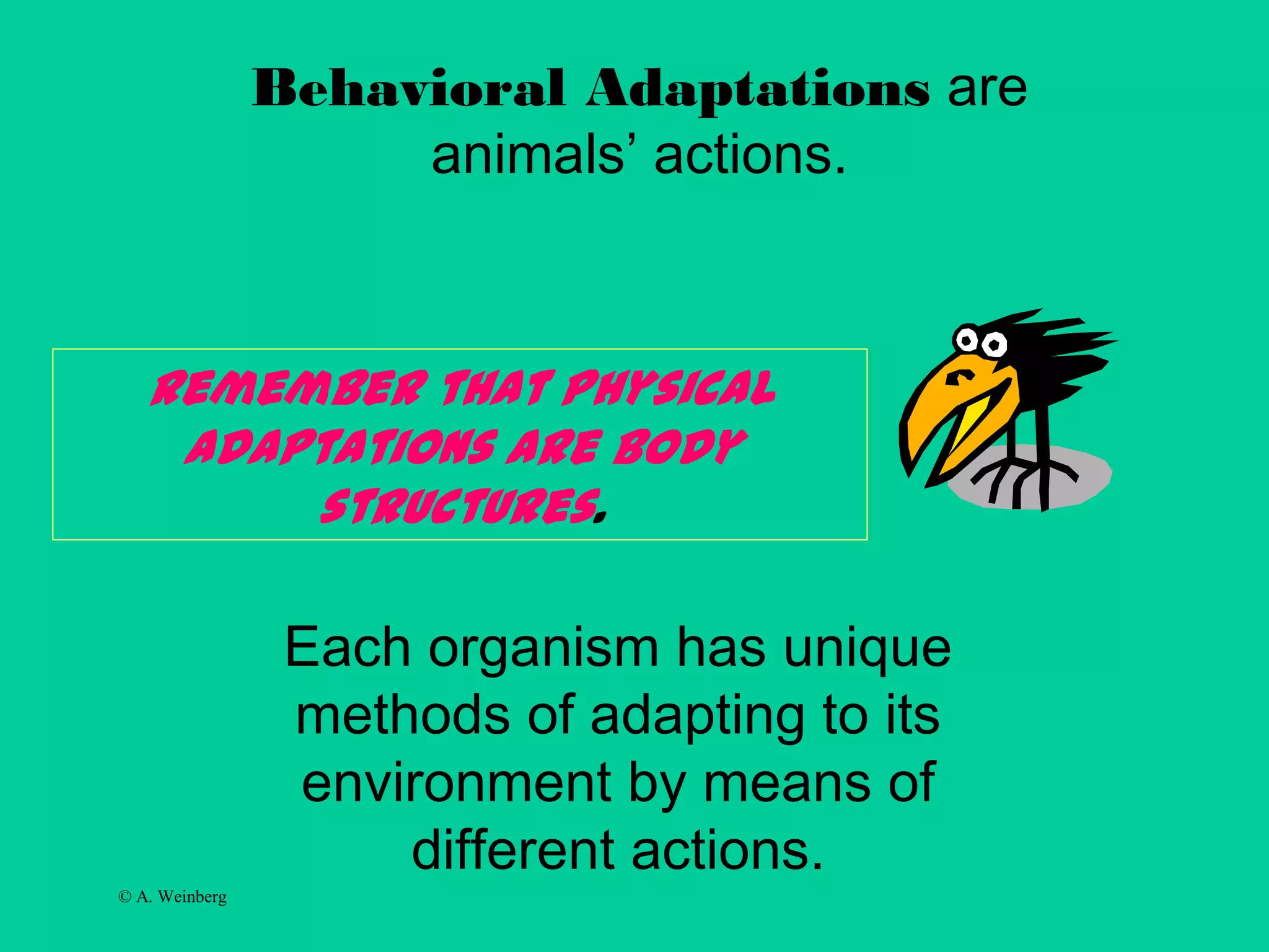 Animal adaptations | PPT