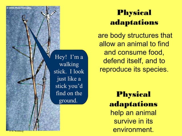 Animal adaptations | PPT