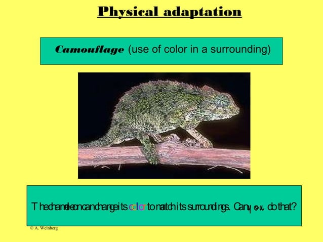 Animal adaptations | PPT