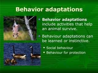 Animal Adaptations | PDF