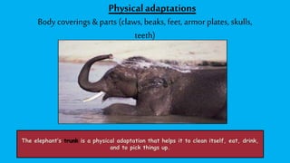 Animal adaptations | PPT
