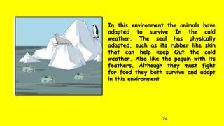 Animal adaptations | PPTX