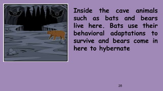 Animal adaptations | PPTX