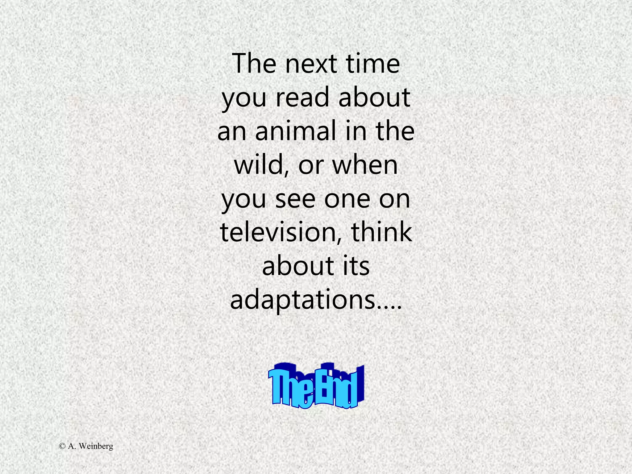 animal_adaptations.ppt