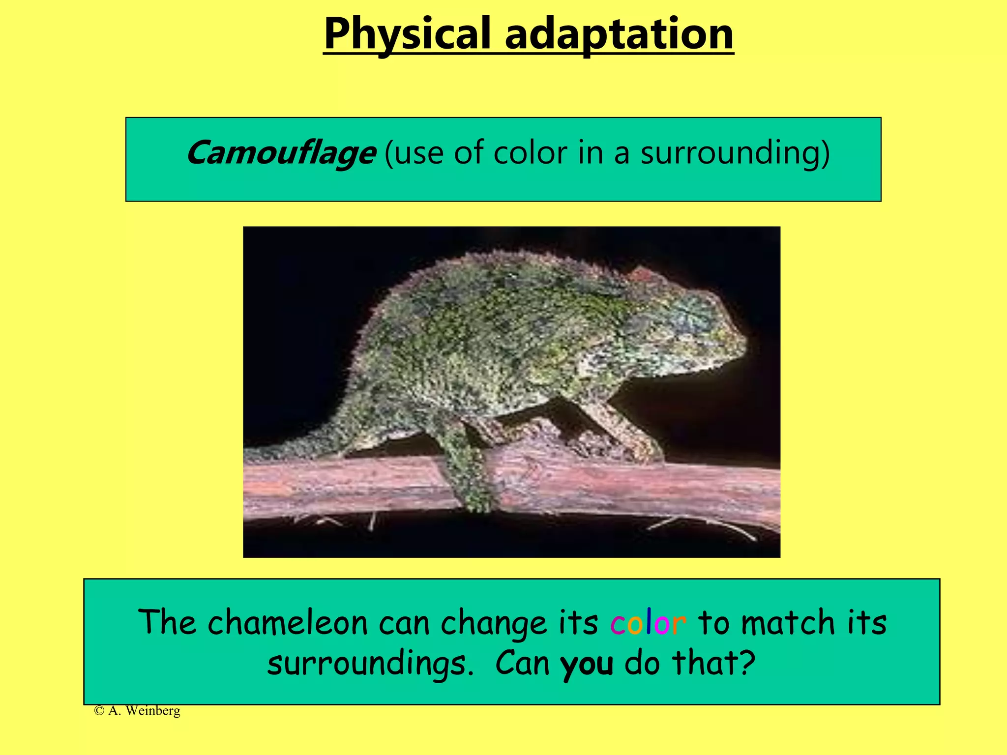 animal_adaptations.ppt