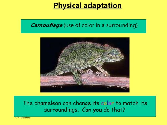 animal_adaptations.ppt