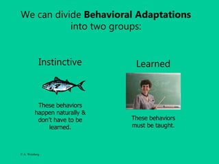 animal_adaptations.ppt