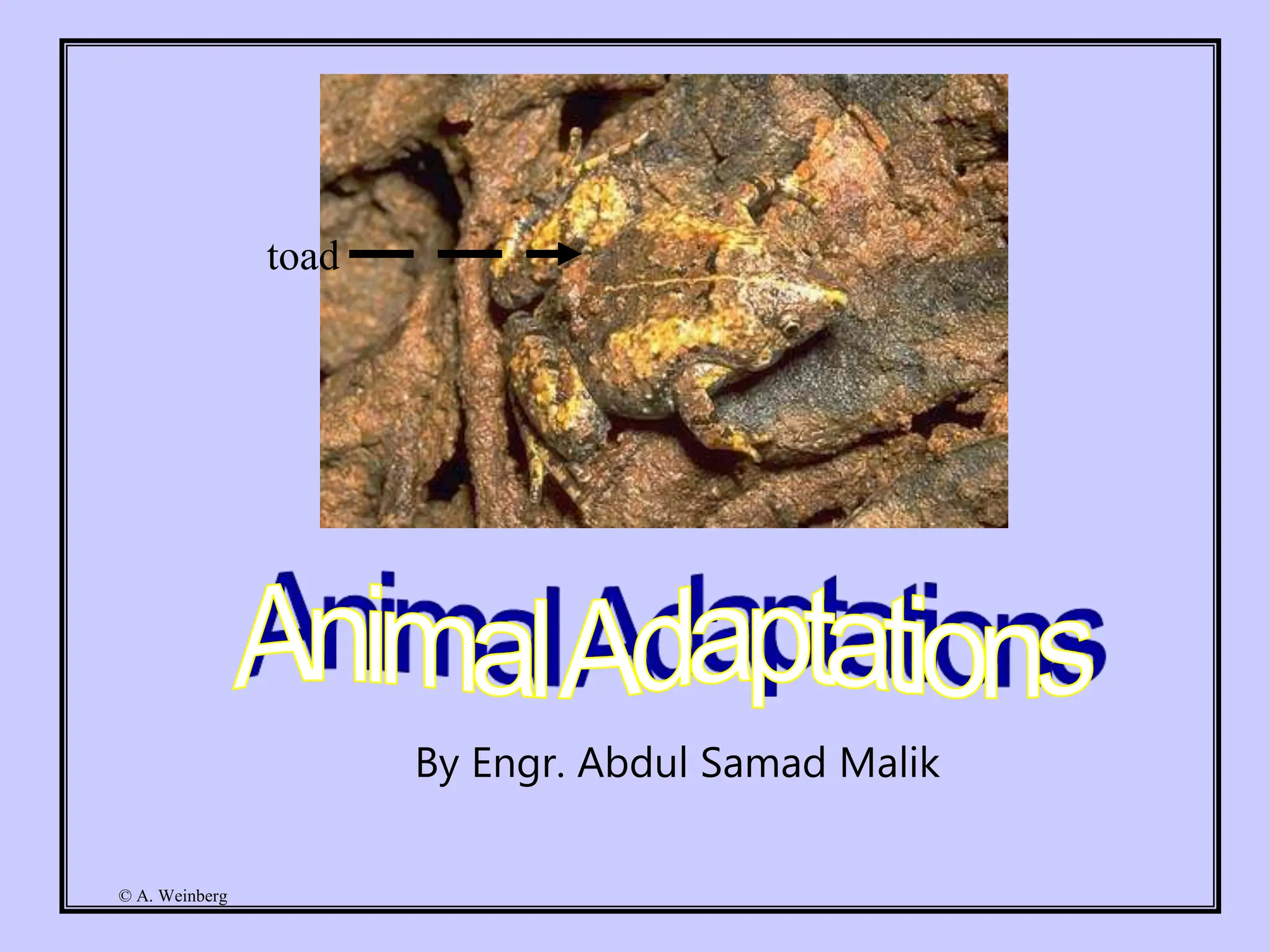 animal_adaptations with diagrams and explaination.ppt