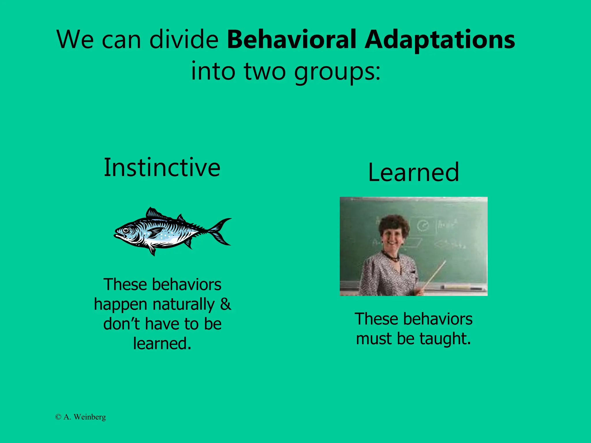 animal_adaptations with diagrams and explaination.ppt