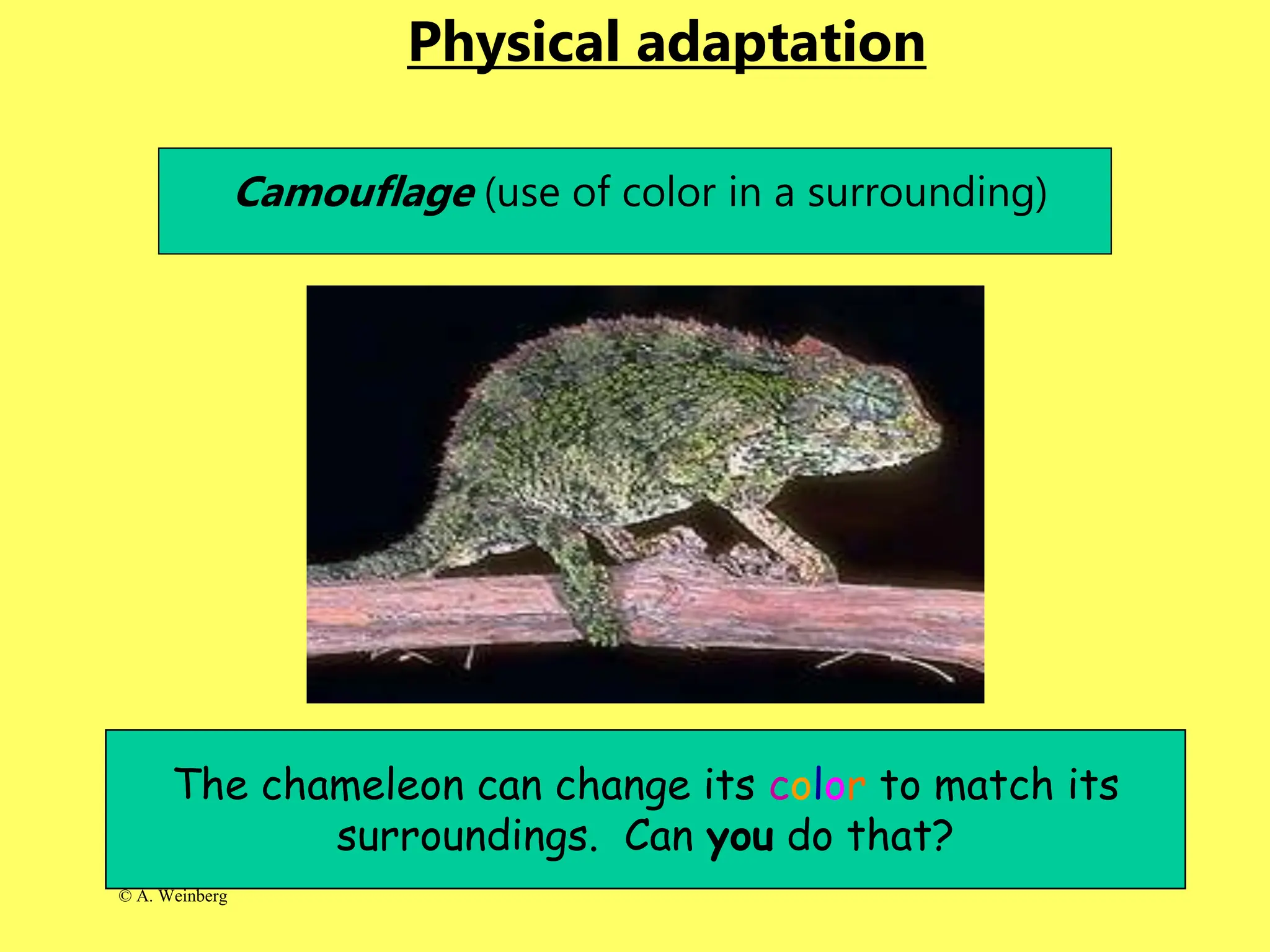 animal_adaptations with diagrams and explaination.ppt