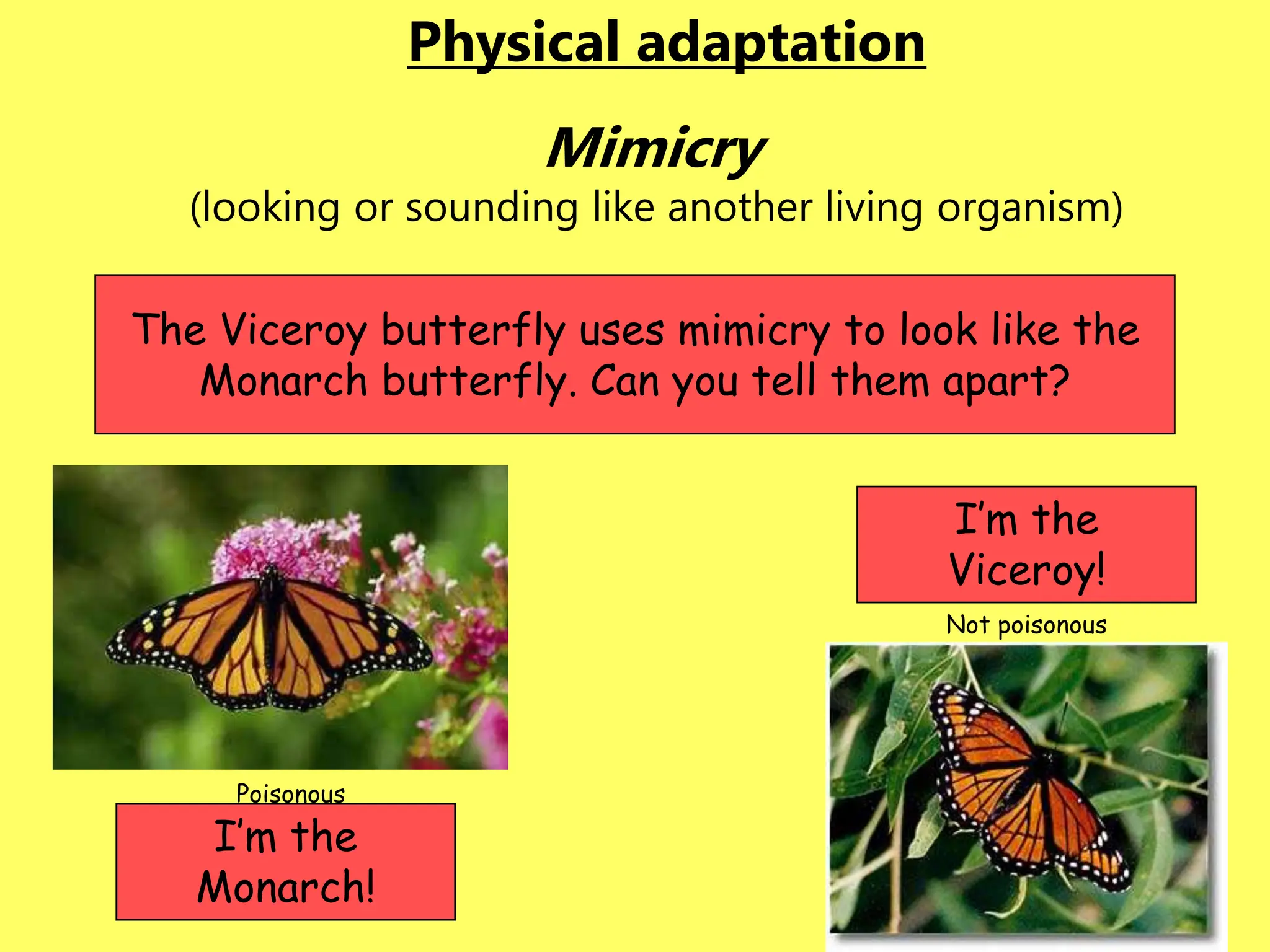 animal_adaptations with diagrams and explaination.ppt