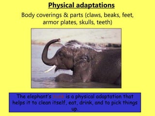 animal_adaptations with diagrams and explaination.ppt