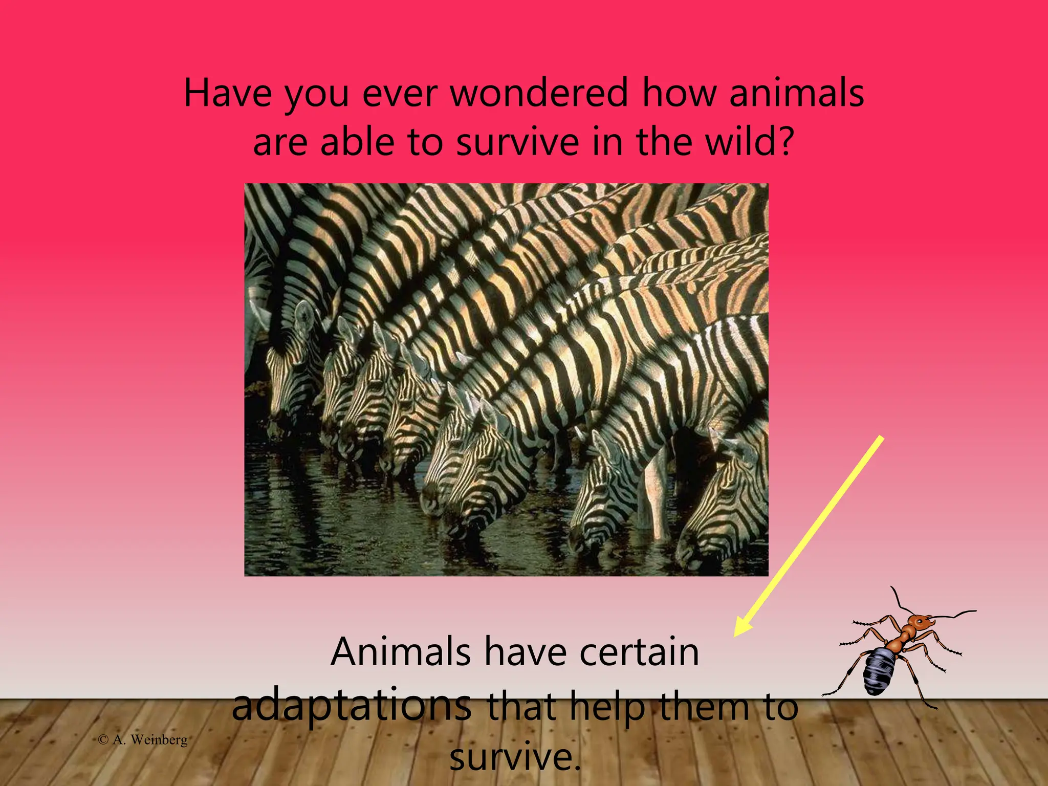 animal_adaptations ppt - ppt for grade 8 | PPT