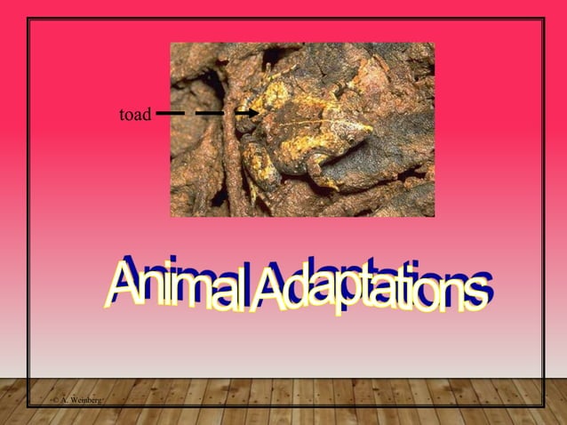 animal_adaptations ppt - ppt for grade 8 | PPT | Free Download