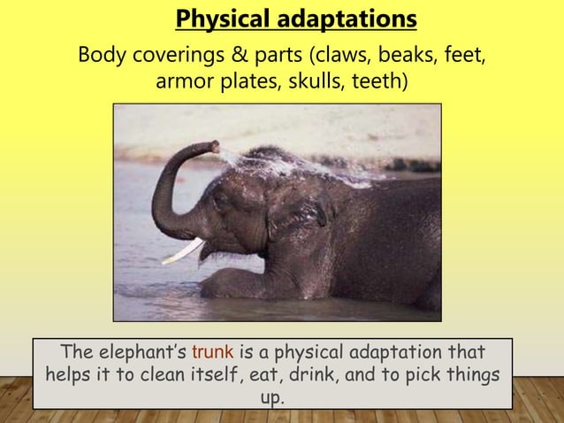 animal_adaptations ppt - ppt for grade 8 | PPT