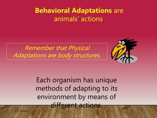 animal_adaptations ppt - ppt for grade 8 | PPT