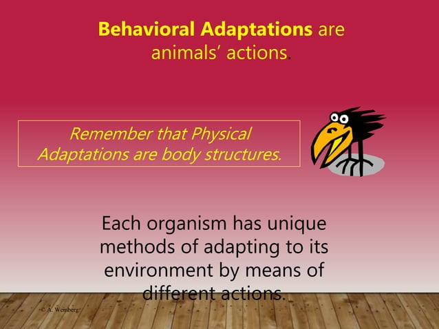 animal_adaptations ppt - ppt for grade 8 | PPT