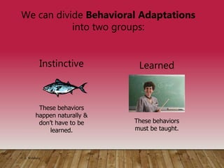 animal_adaptations ppt - ppt for grade 8 | PPT