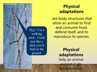 animal_adaptations ppt - ppt for grade 8 | PPT