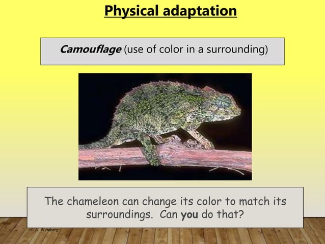 animal_adaptations ppt - ppt for grade 8 | PPT