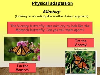 animal_adaptations ppt - ppt for grade 8 | PPT