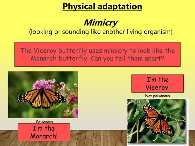 animal_adaptations ppt - ppt for grade 8 | PPT