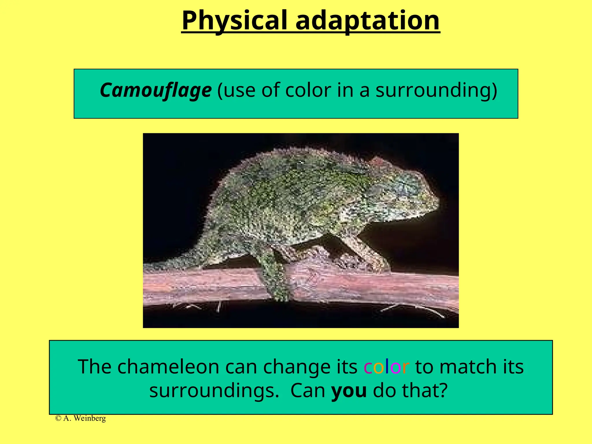animal_adaptations and their environment.ppt