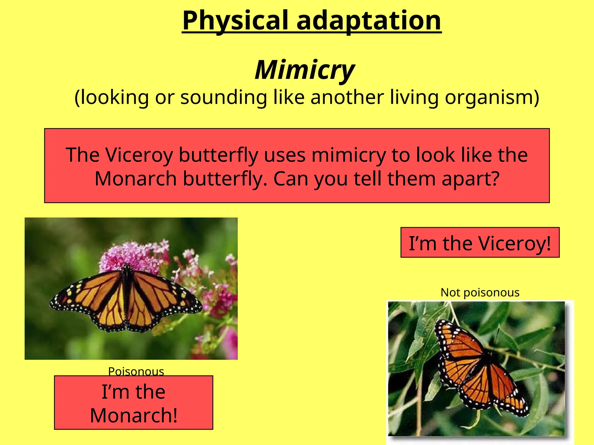 animal_adaptations and their environment.ppt