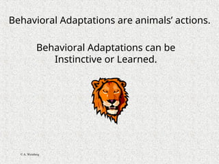 animal_adaptations and their environment.ppt