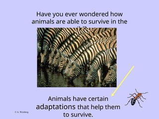 animal_adaptations and their environment.ppt
