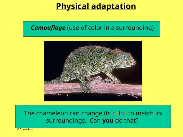 animal_adaptations and their environment.ppt