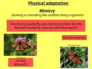 animal_adaptations and their environment.ppt