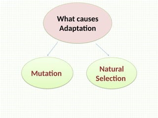 Animal adaptations bareilly college.pptx